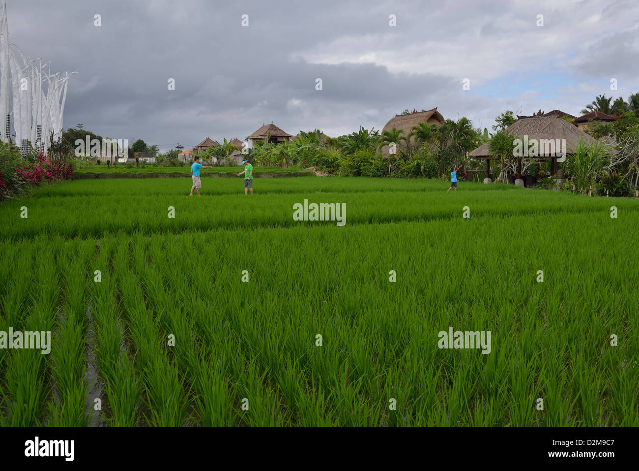 Some tourists walk through rice paddies in Ubud; Central Bali ...