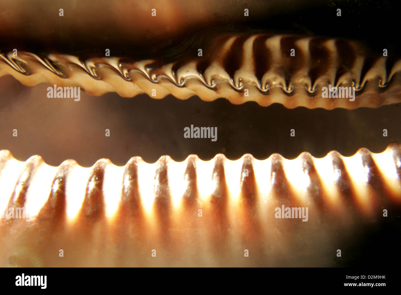 Serrated shell hi-res stock photography and images - Alamy