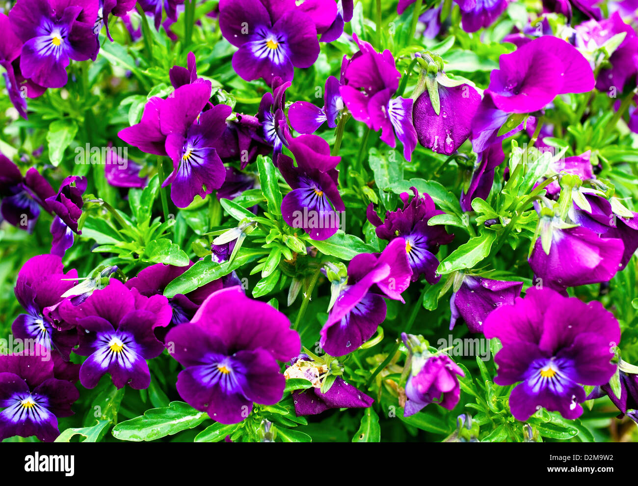 violets in full bloom Stock Photo - Alamy