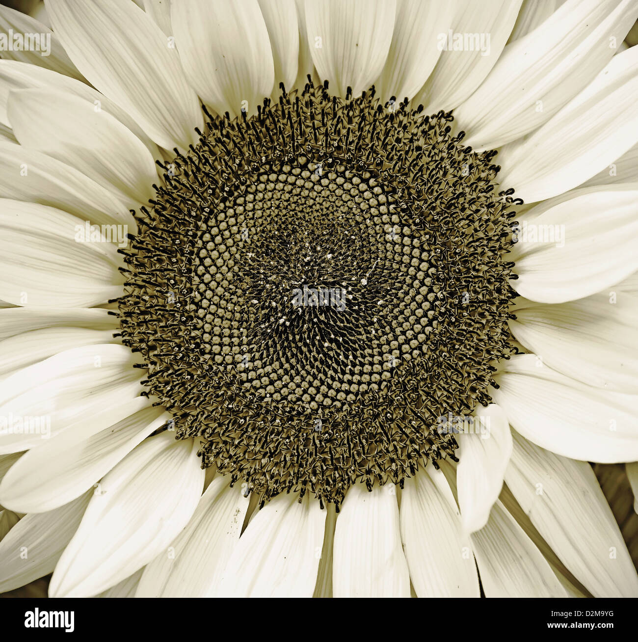 Sunflower sepia hi-res stock photography and images - Alamy