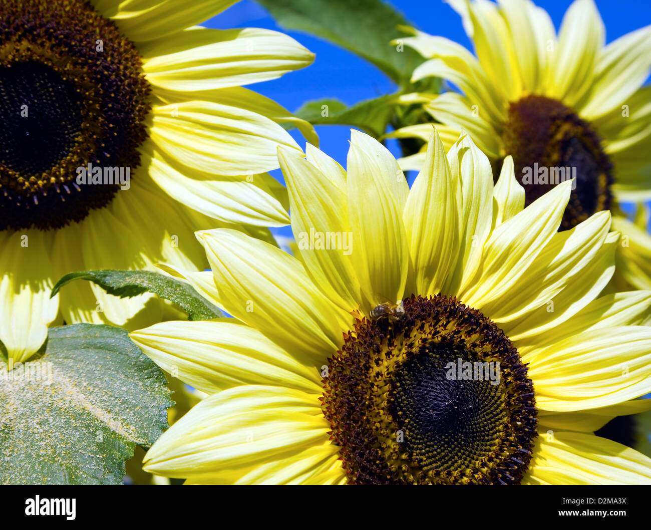 brightly colored sunflowers Stock Photo - Alamy