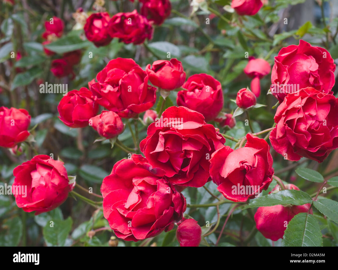 rose bush in full bloom Stock Photo - Alamy