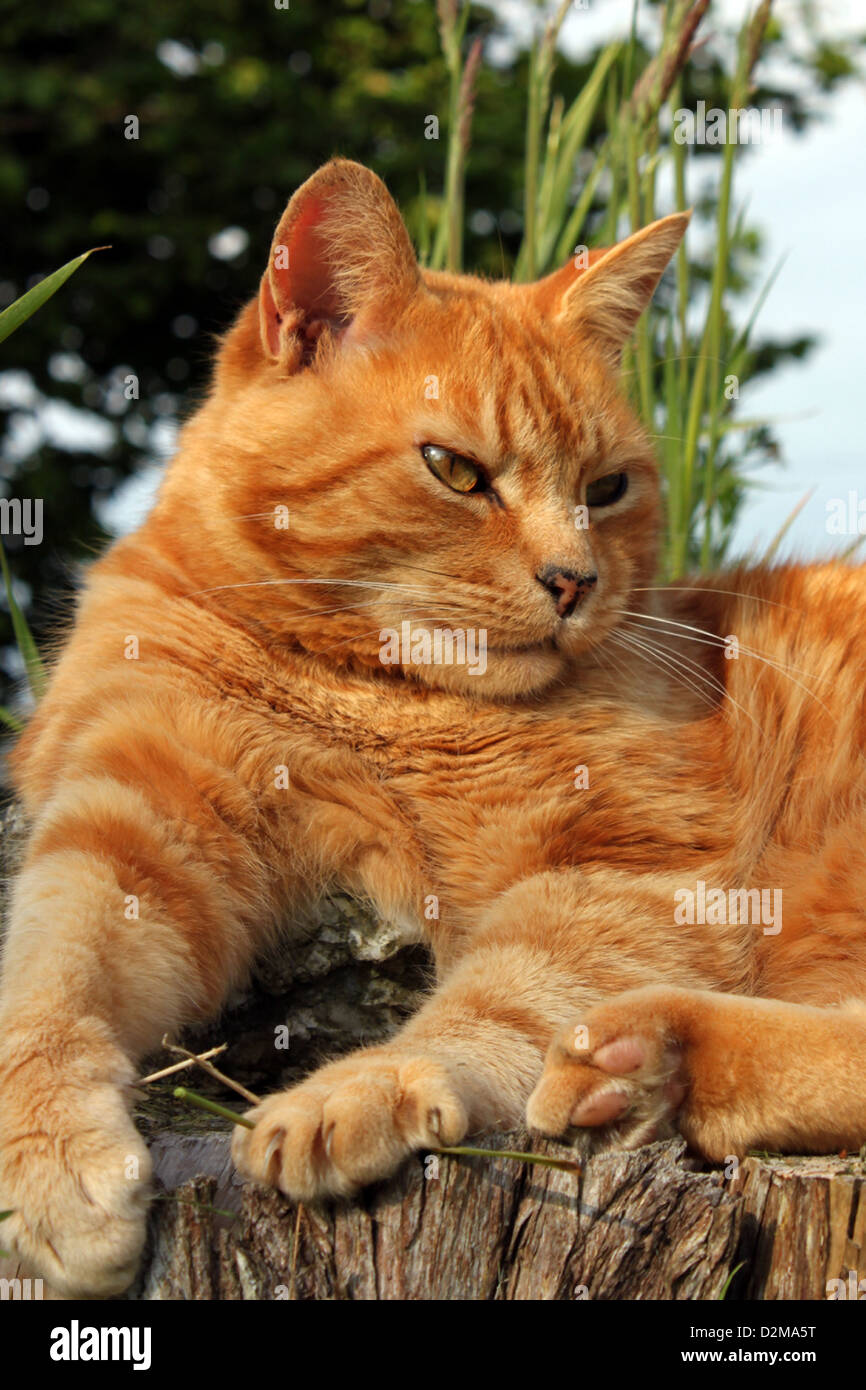 Ginger cat laying on log in the sun hi-res stock photography and images ...