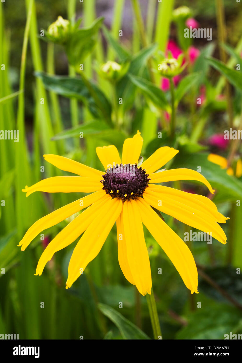 Black eyed Susan Stock Photo - Alamy