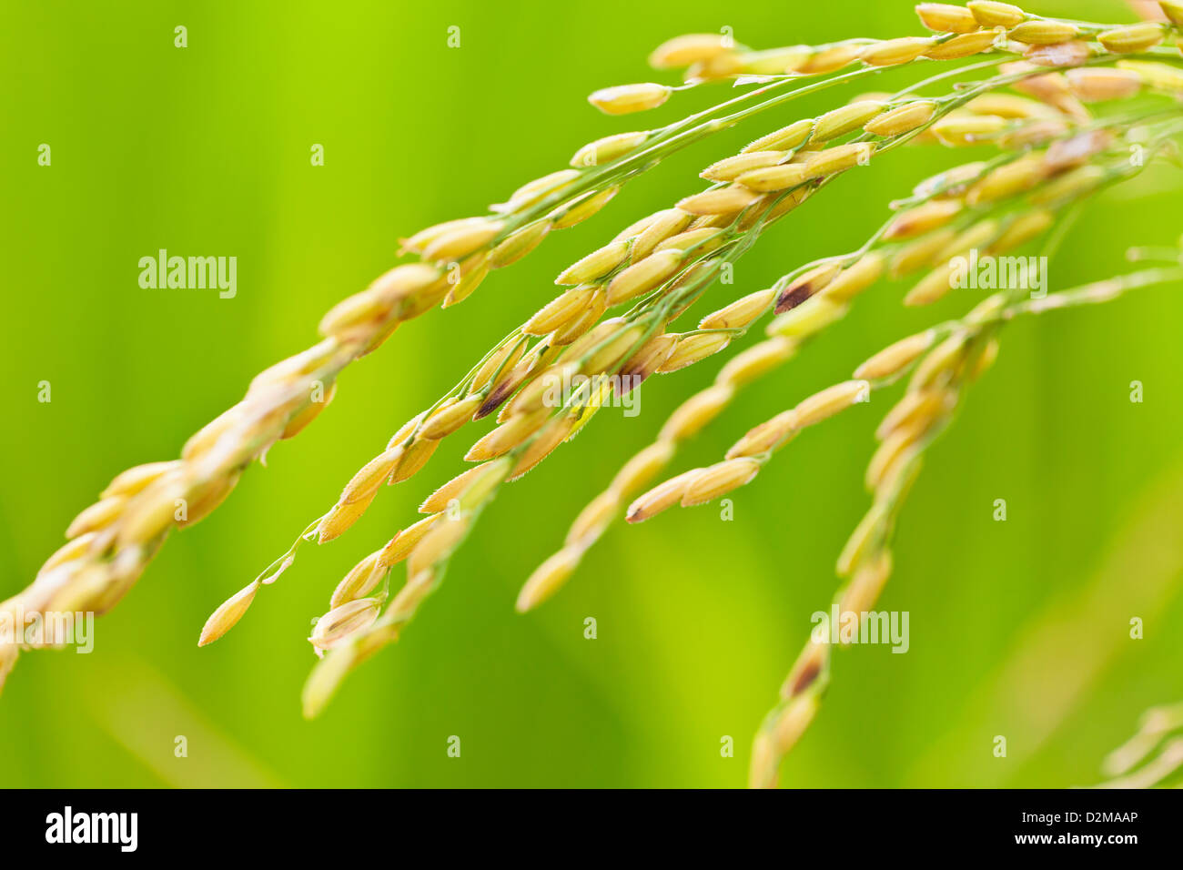 Rice grains in field Stock Photo - Alamy