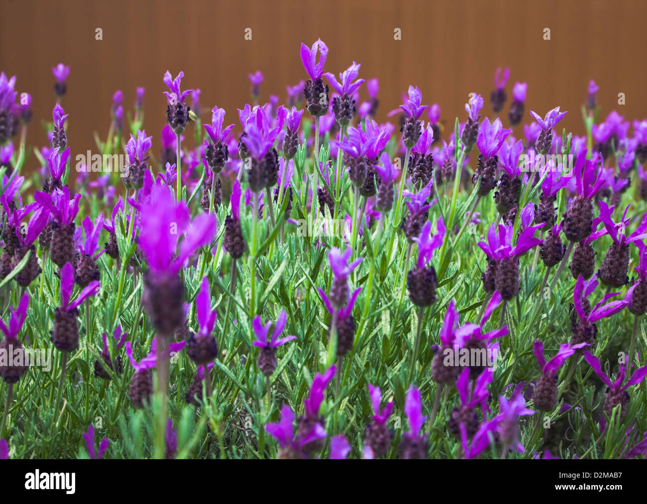 Spanish lavandula hi-res stock photography and images - Alamy