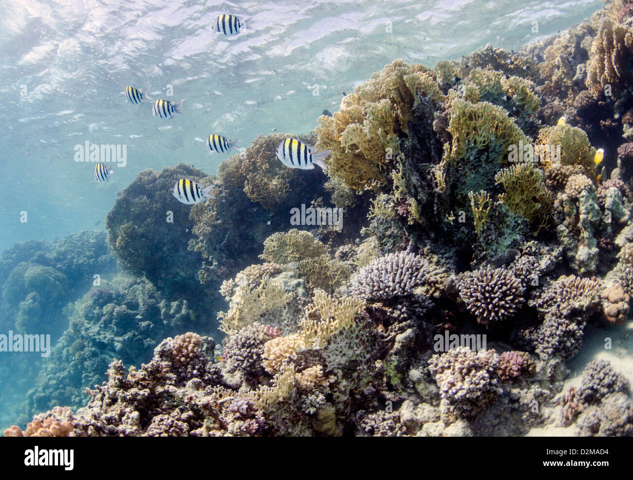 Damsel fish over coral reef Stock Photo - Alamy