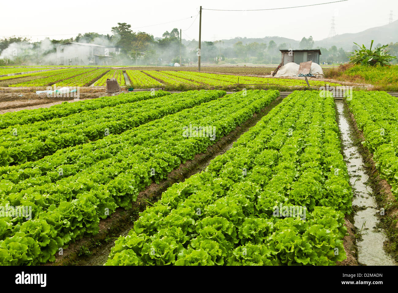 Farmland with many vegetables Stock Photo - Alamy