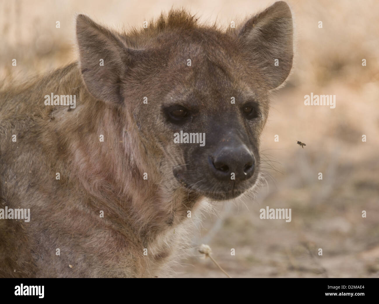 Spotted hyena (Crocuta crocuta) in the Kalahari Desert, South Africa ...