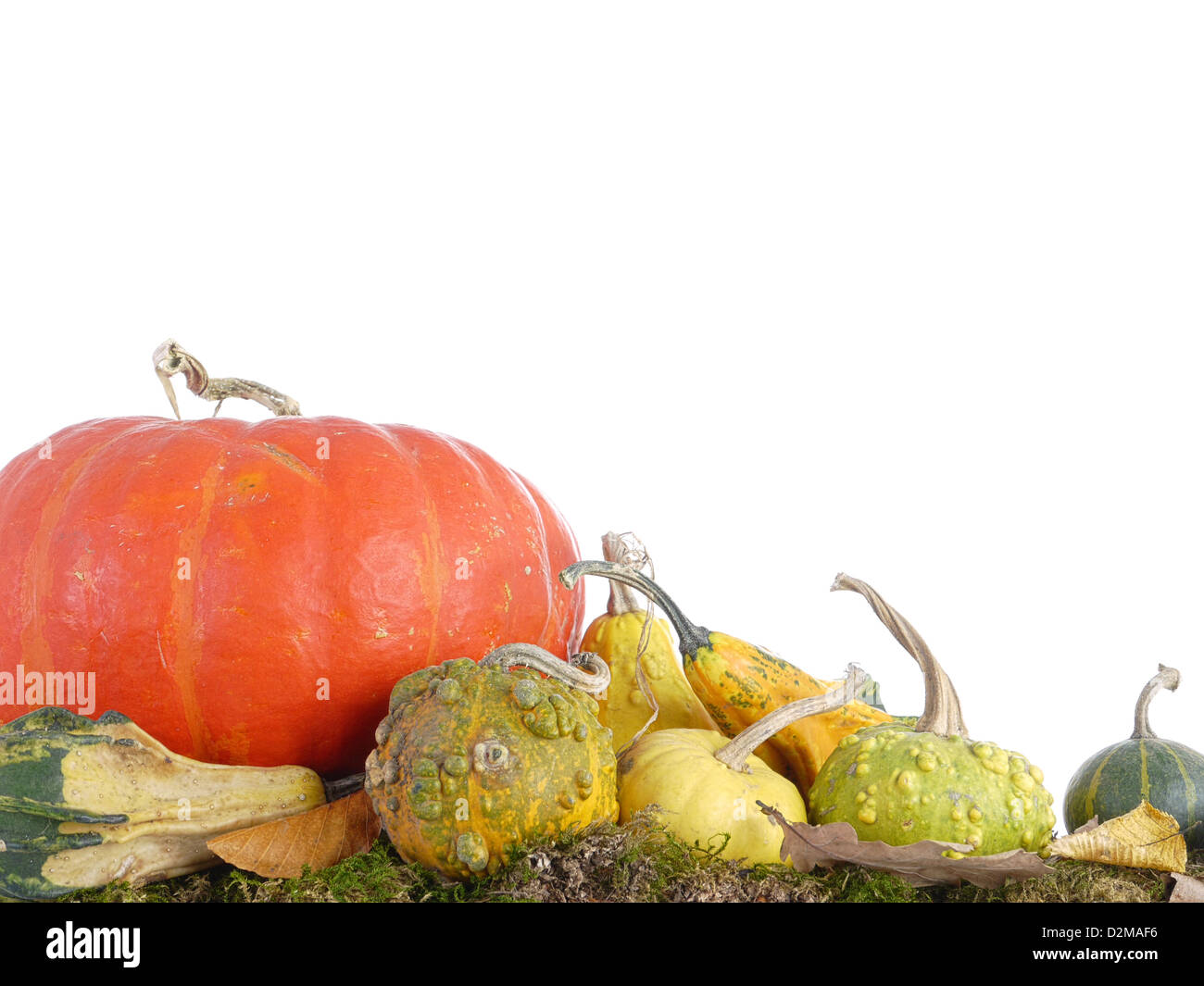 Composition of summer squashes, pumpkins and dead leaves on white ...