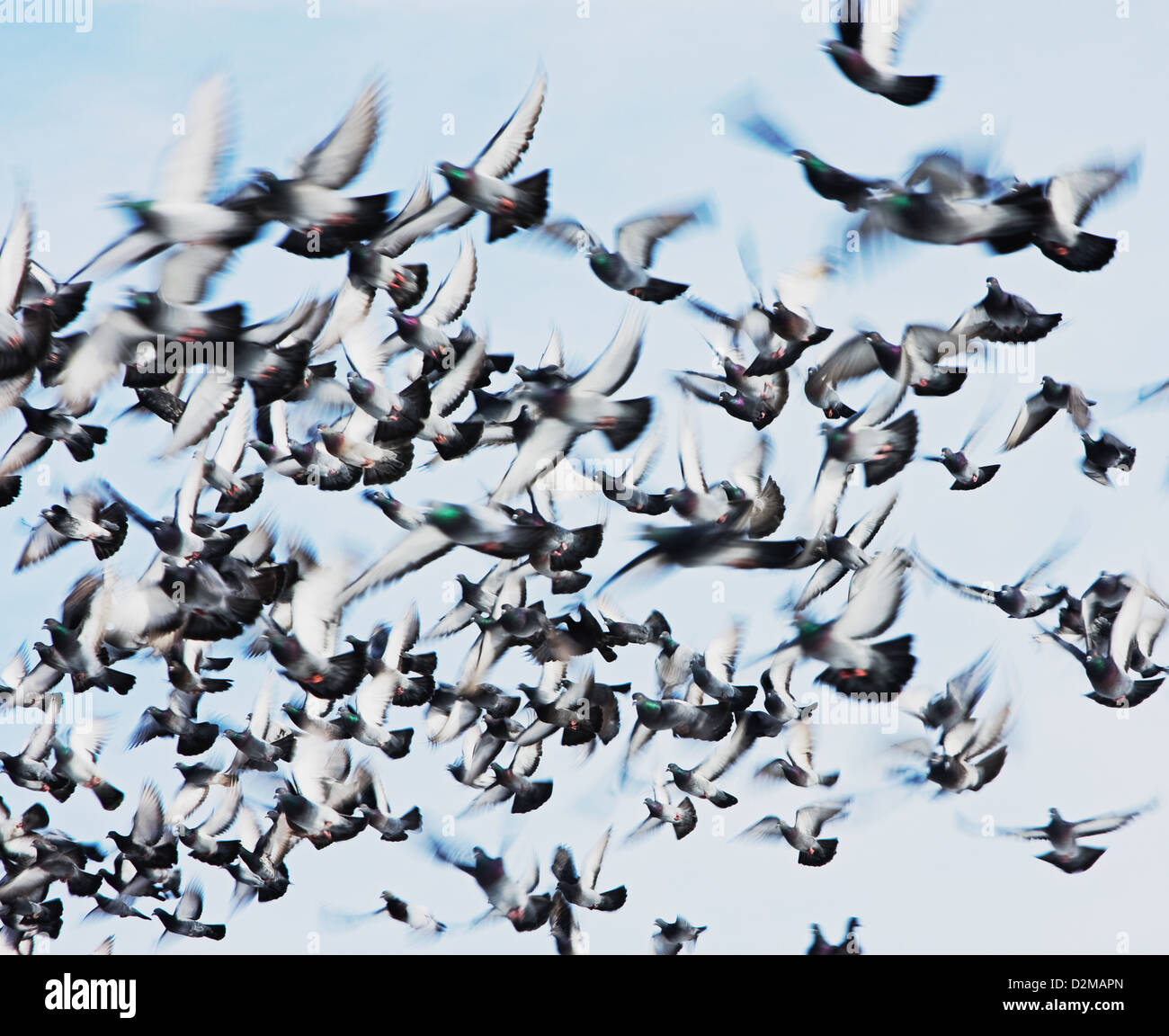 flock of pigeons Stock Photo - Alamy