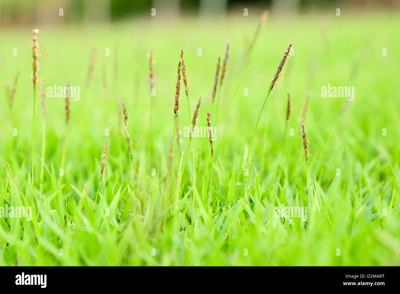 natural green grass background Stock Photo - Alamy