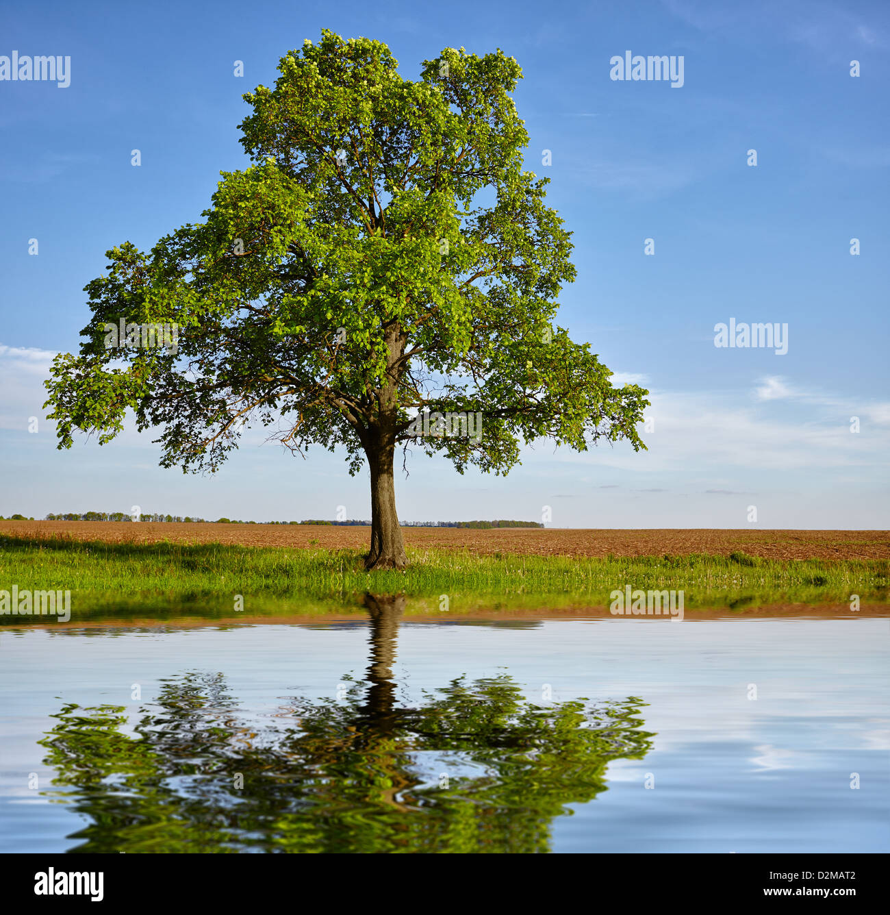 One green tree with reflection on lake water surface with agricultural ...