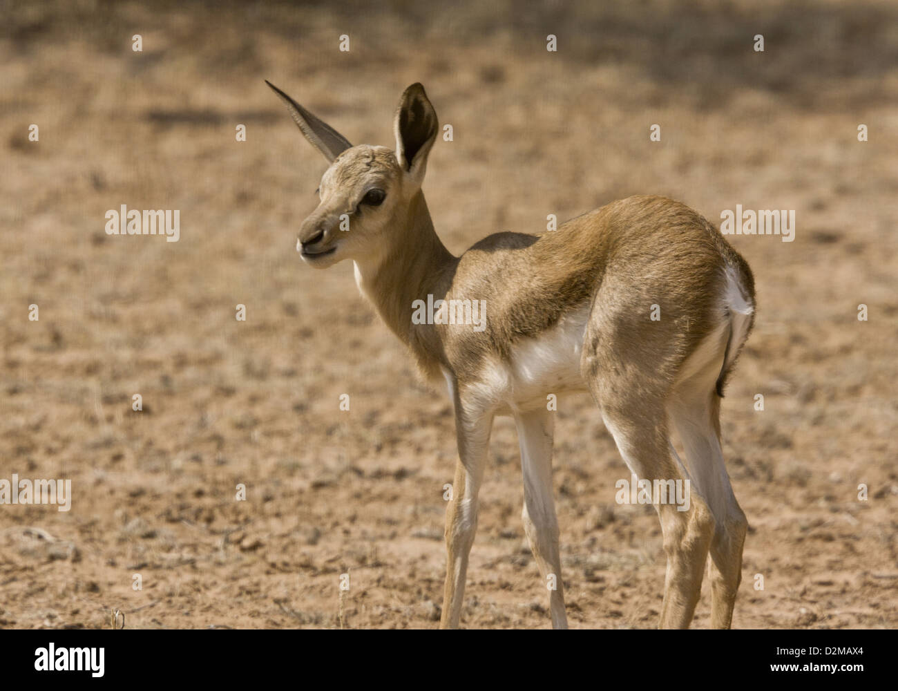 Young Springbok (Antidorcas marsupialis) in the Kalahari desert, South ...