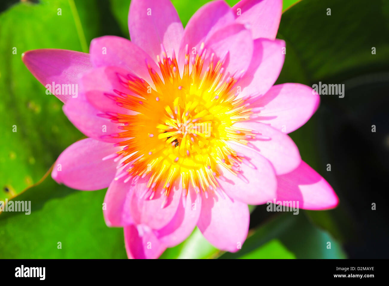 Pink lotus flower decoration hi-res stock photography and images - Alamy