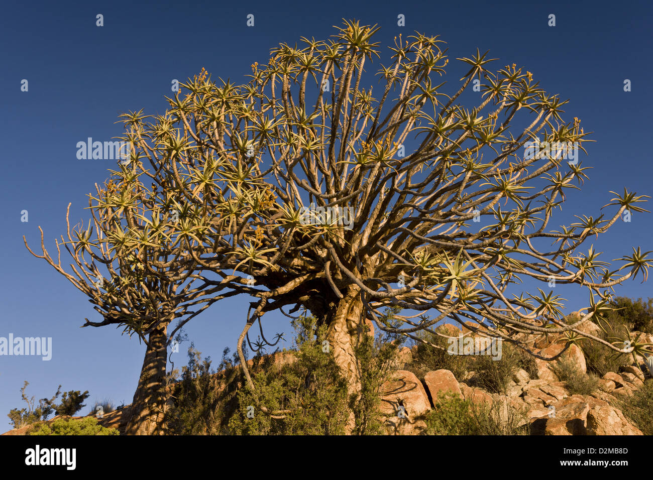 Aloe dichotoma quiver trees hi-res stock photography and images - Alamy