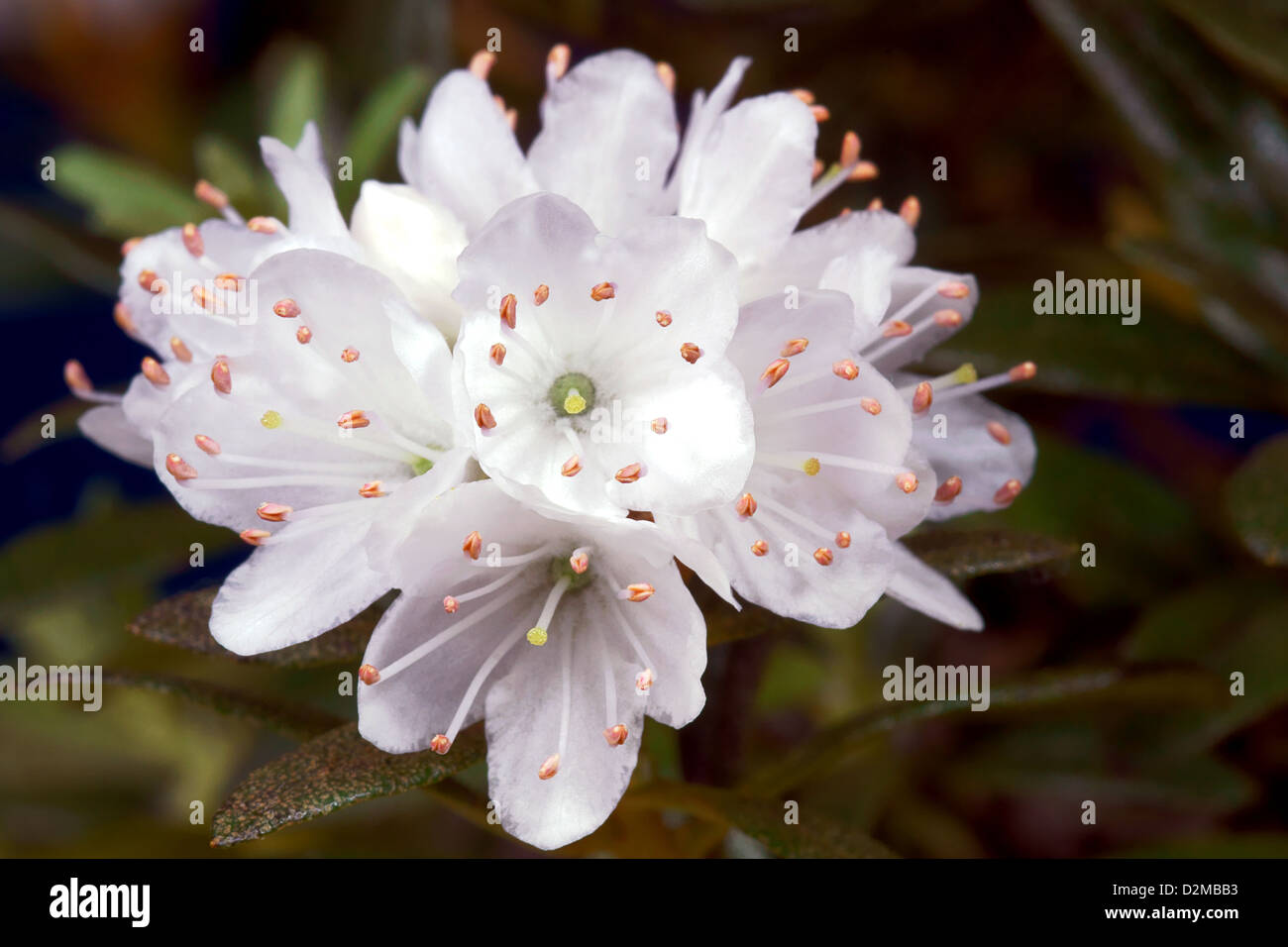 small, white rhododendron flowers Stock Photo - Alamy