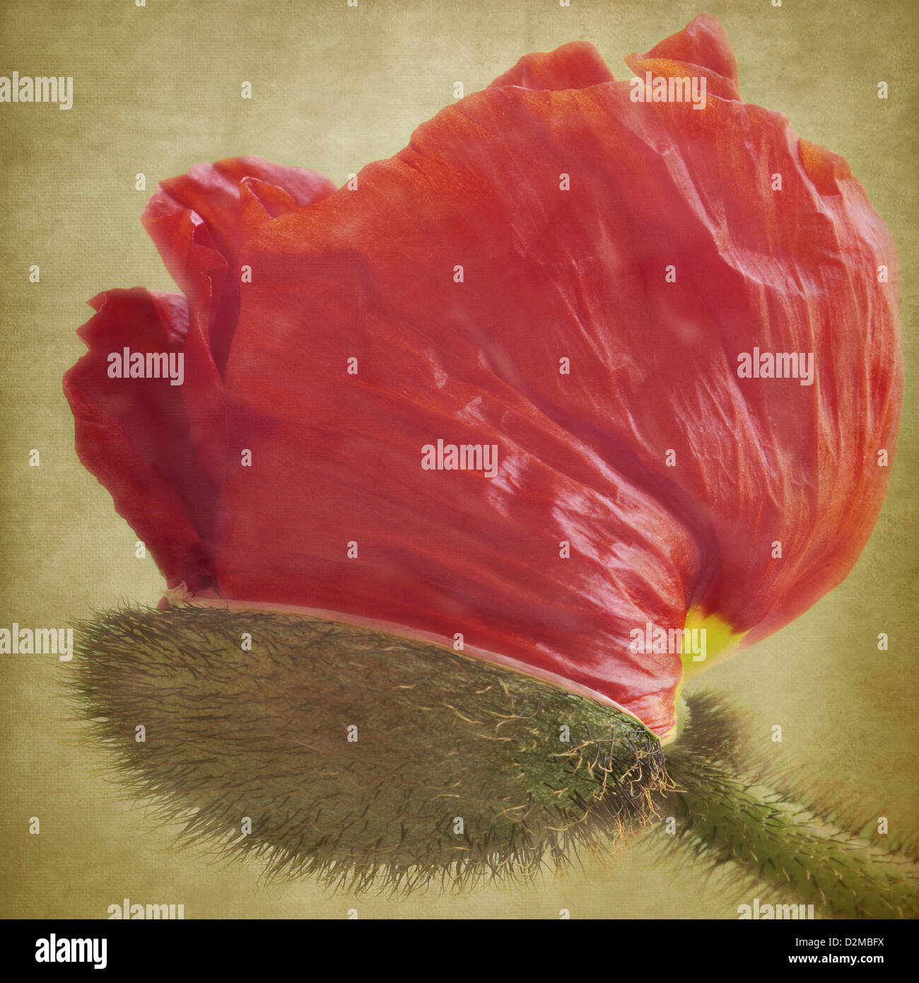 Miniature Poppy emerging from the bud Stock Photo - Alamy