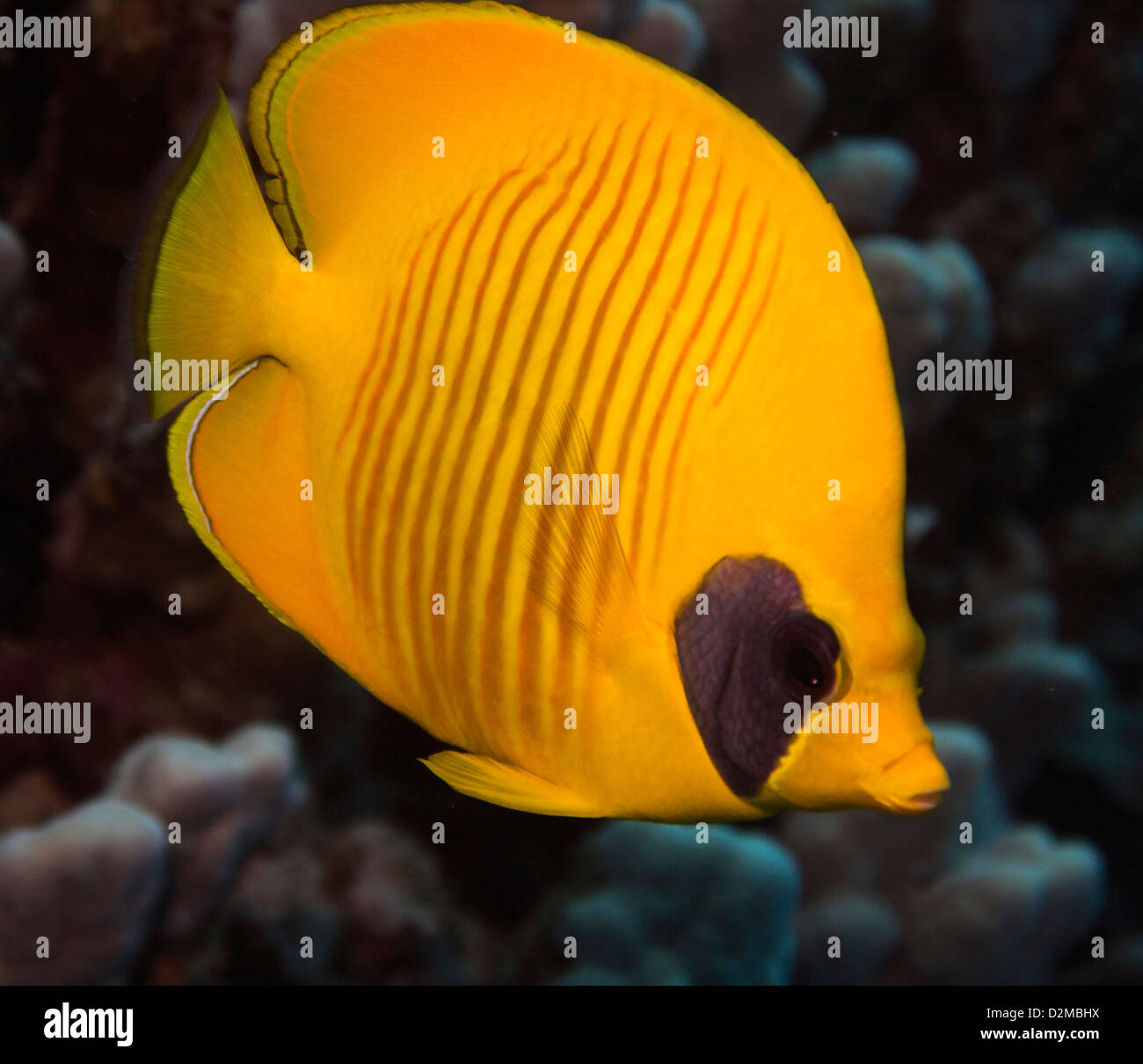 Bluecheek butterflyfish hi-res stock photography and images - Alamy