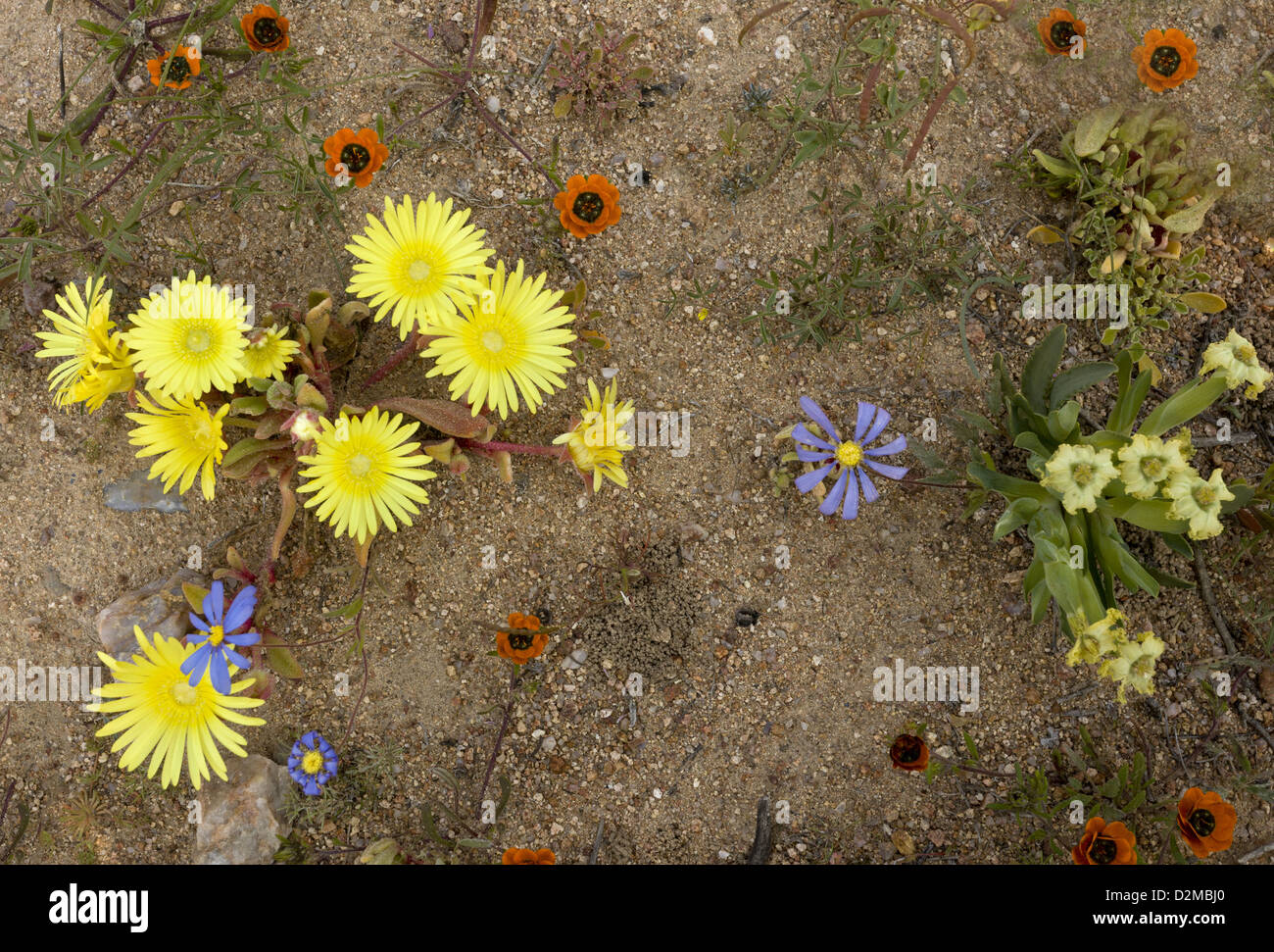 Mixed spring flowers, including Ferraria uncinata and blue Felicia ...