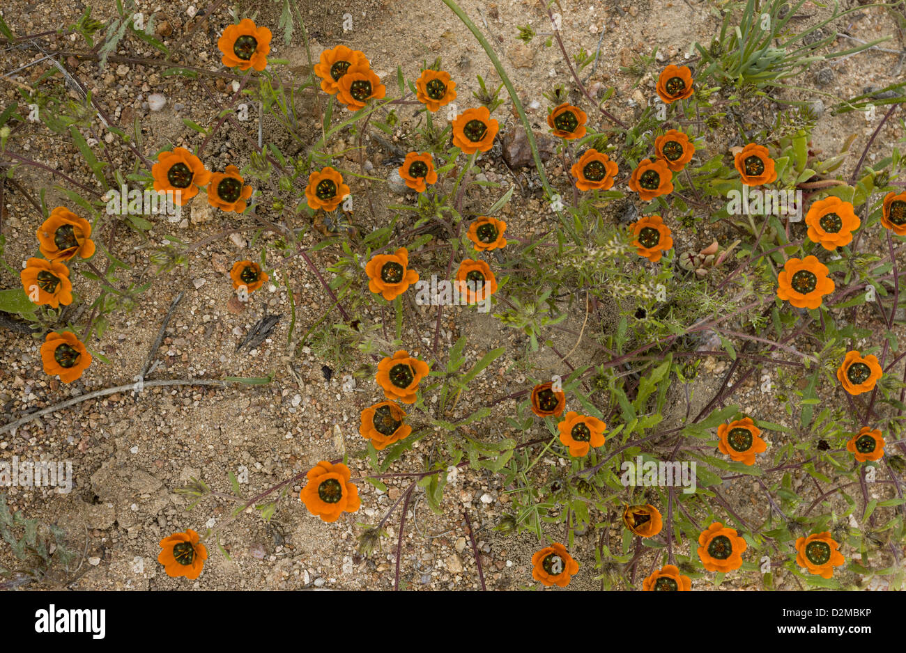 Gorteria diffusa ssp calendulacea hi-res stock photography and images ...