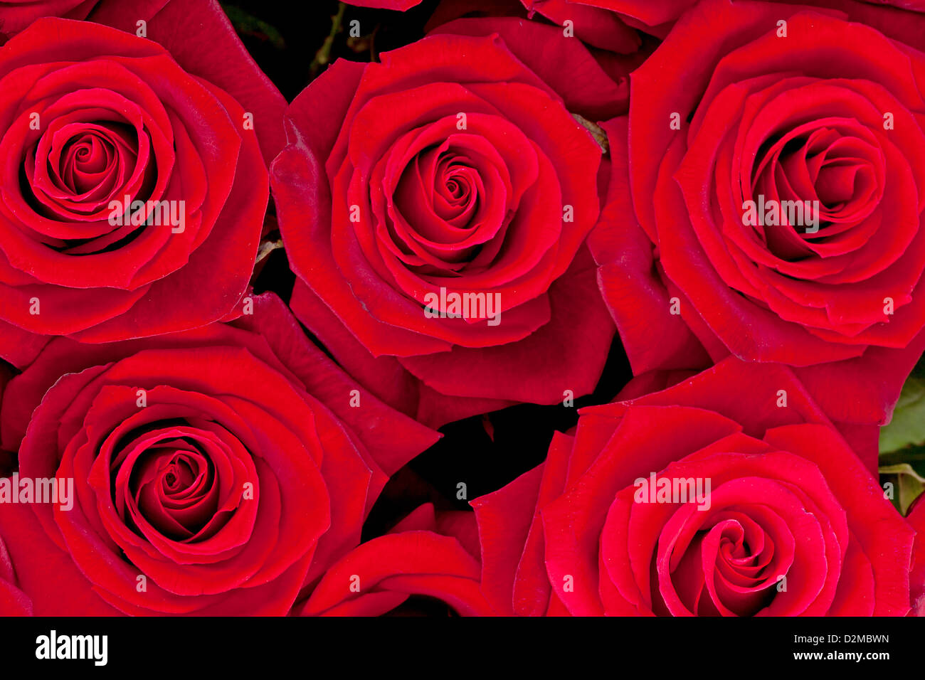 Background of red roses in closeup Stock Photo - Alamy