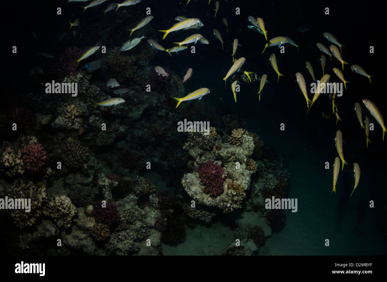 shoal of yellow-striped goatfish at night Stock Photo - Alamy