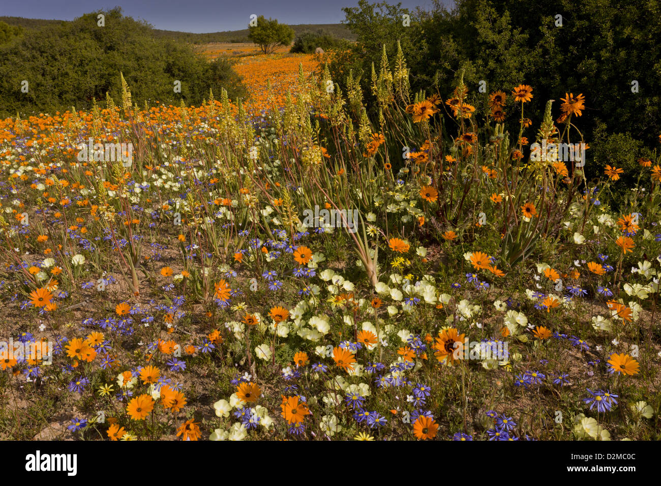 Mixed spring flowers, including the yellow spikes of Bulbine praemorsa ...