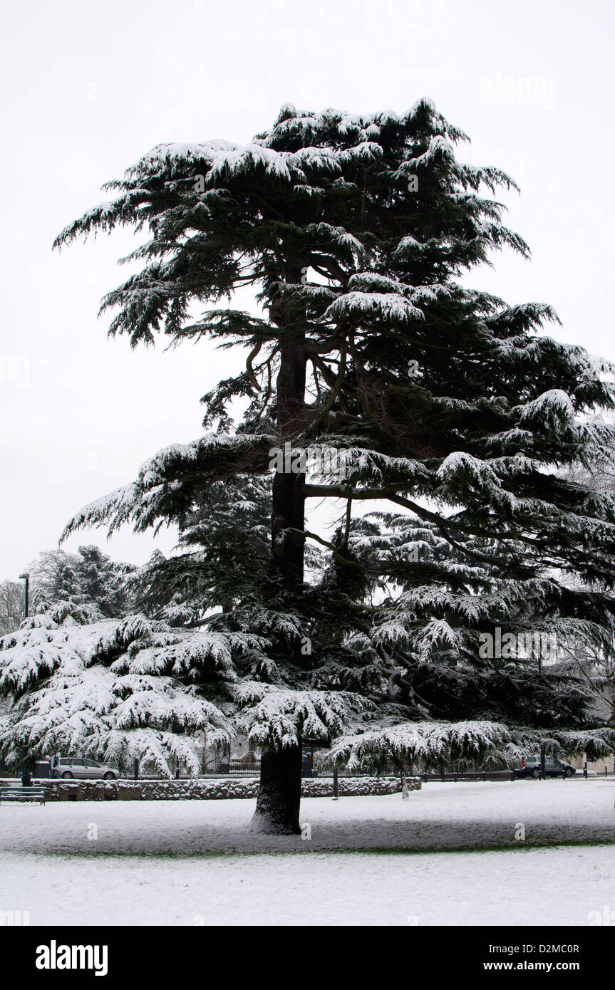 Cedar tree england hi-res stock photography and images - Alamy