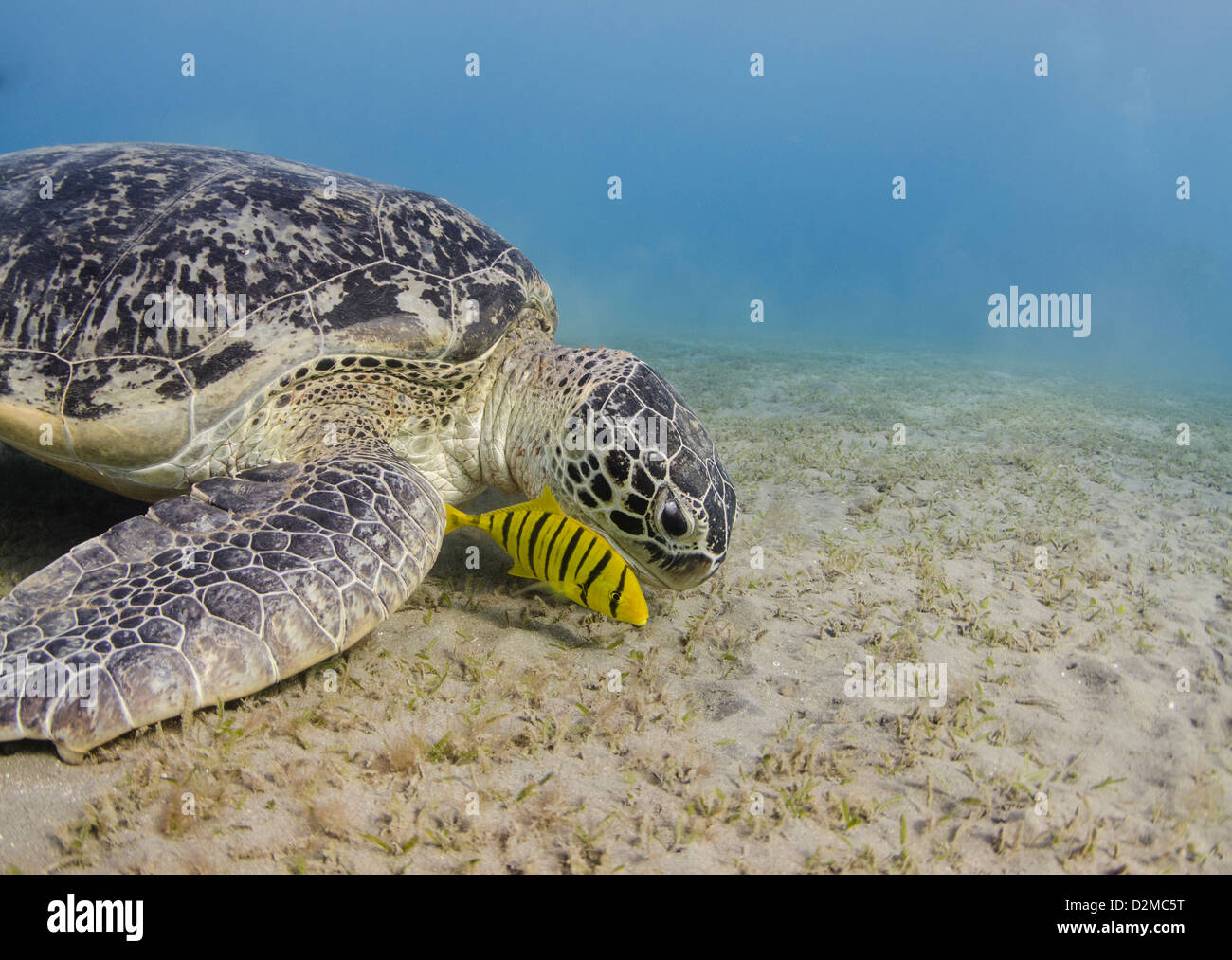 Green Sea Turtle (Chelonia mydas Stock Photo - Alamy