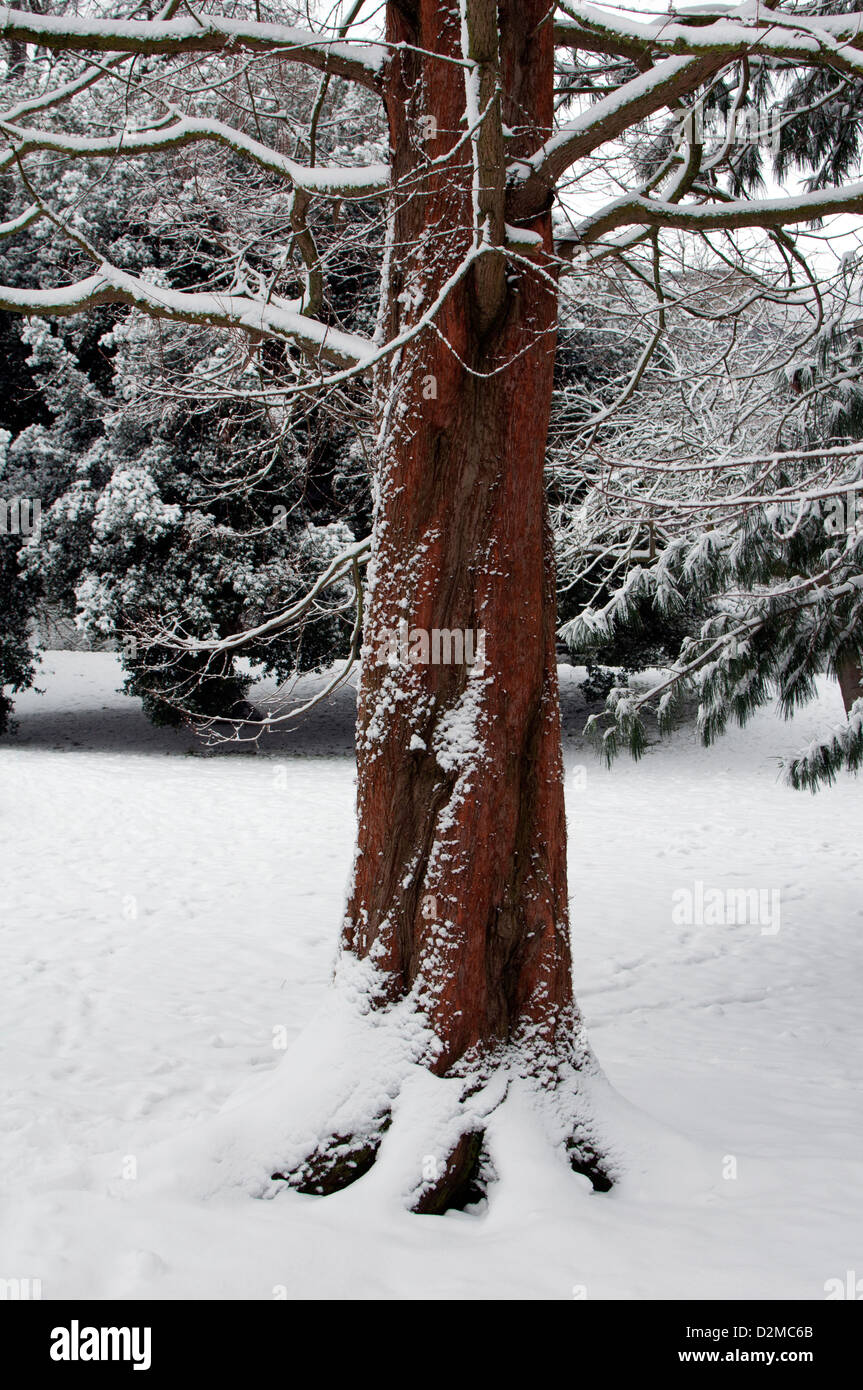 Metasequoia glyptostroboides dawn redwood in winter hi-res stock ...
