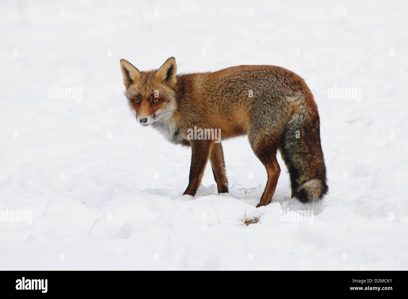 A red fox in the snow Stock Photo - Alamy