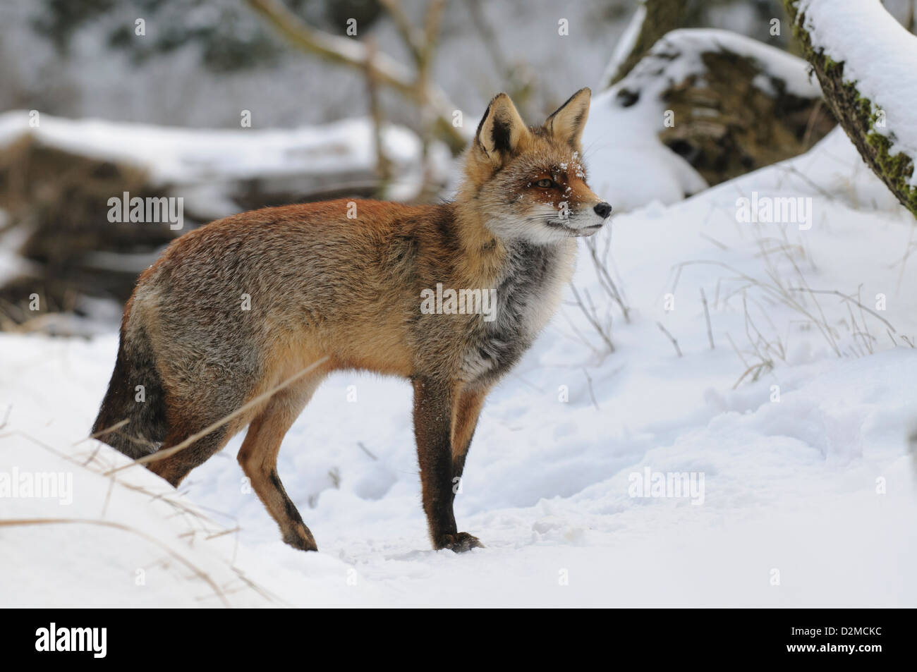 A red fox in the snow Stock Photo - Alamy