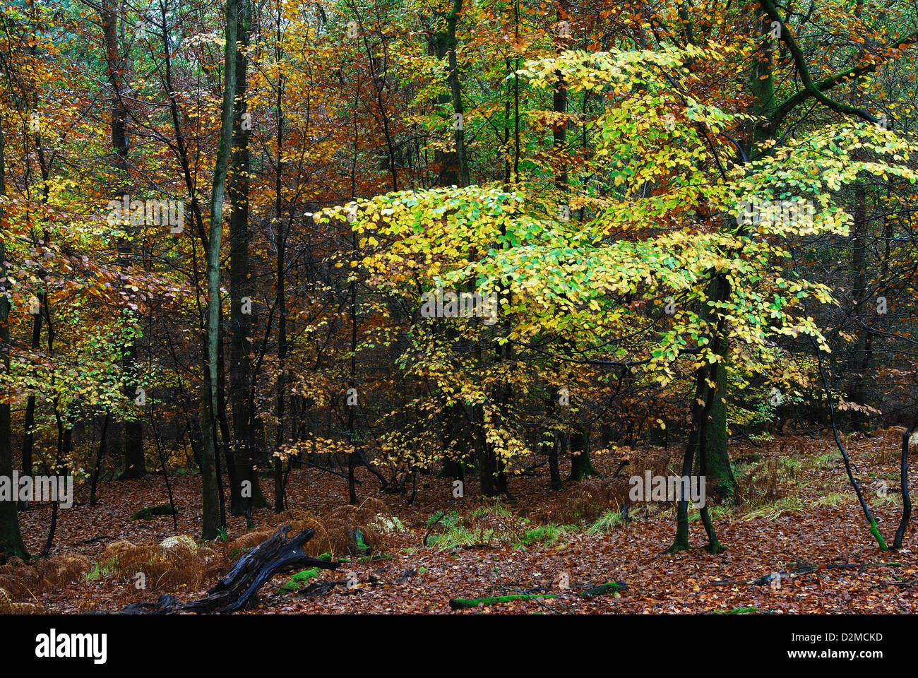 A view of Savernake Forest Wiltshire in Autumn UK Stock Photo - Alamy
