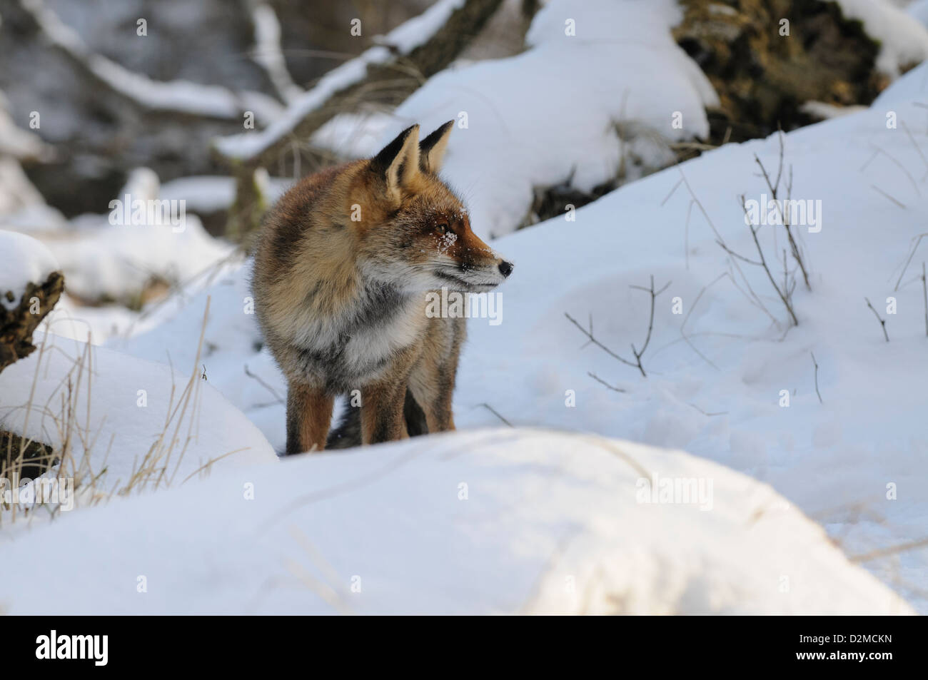 A red fox in the snow Stock Photo - Alamy
