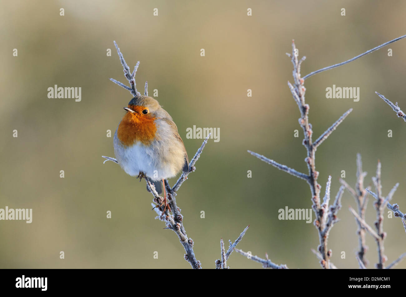 A robin on a frosted perch Stock Photo - Alamy