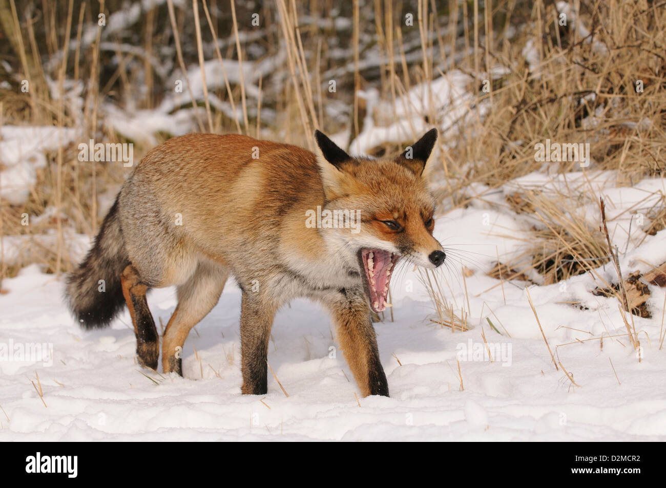 A red fox in the snow Stock Photo - Alamy