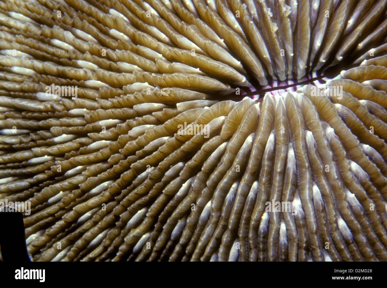 Mushroom coral, scuba diving, coral reef, coral reefs, Qamea Island ...