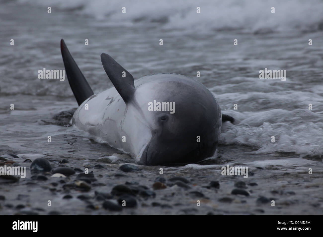 Harbour porpoise marine sea hi-res stock photography and images - Alamy