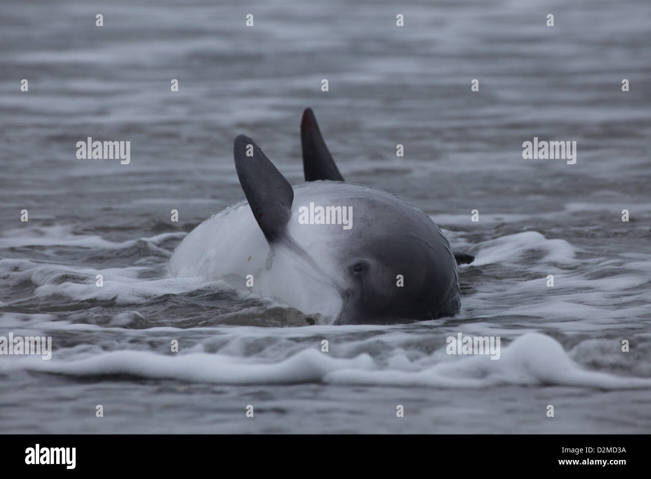 Phocoena phocoena germany hi-res stock photography and images - Alamy