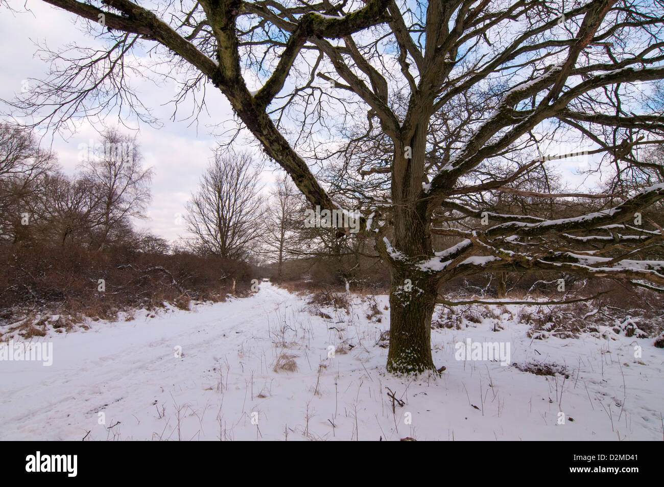 Winter landscape with snow and oak tree in the dunes near Zandvoort ...