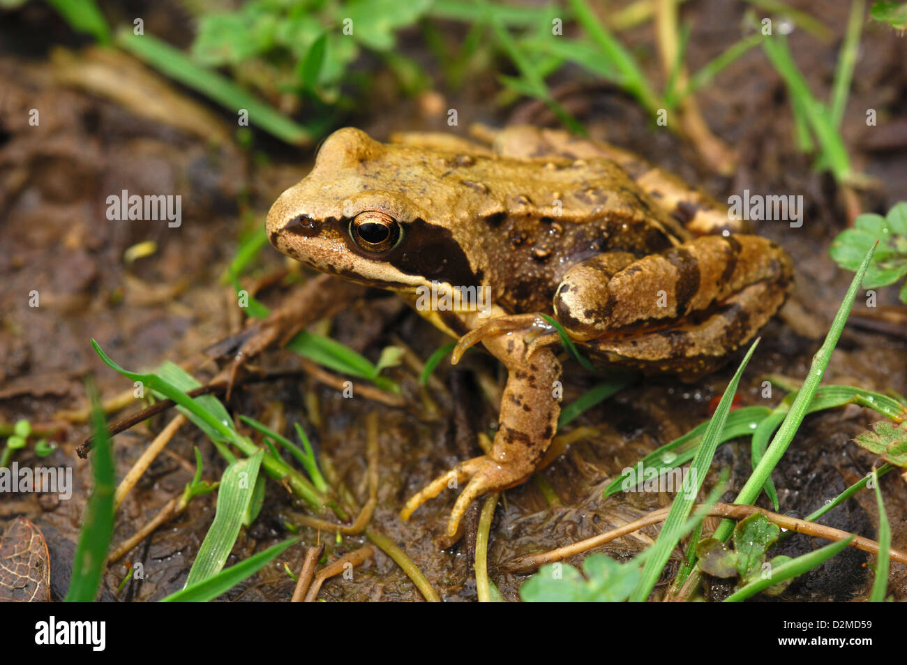 Common familiar visitor hi-res stock photography and images - Alamy