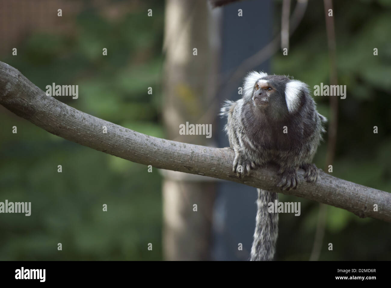 Common marmoset, New World monkey, sitting on the tree Stock Photo - Alamy