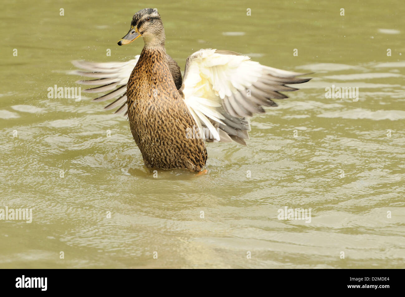 Mallard flapping wings Stock Photo - Alamy