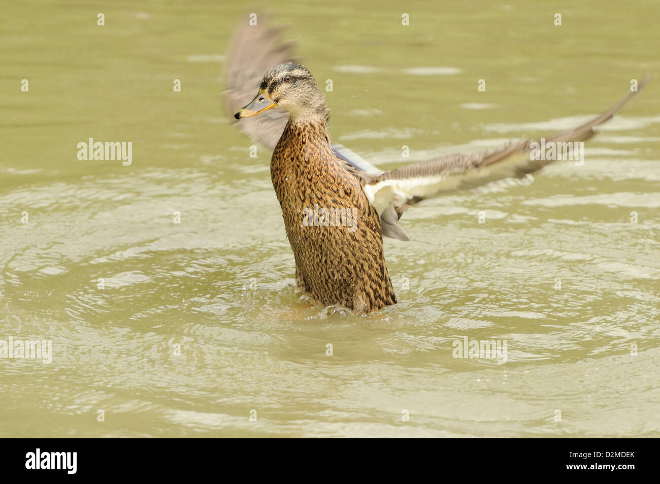 Mallard flapping wings Stock Photo - Alamy