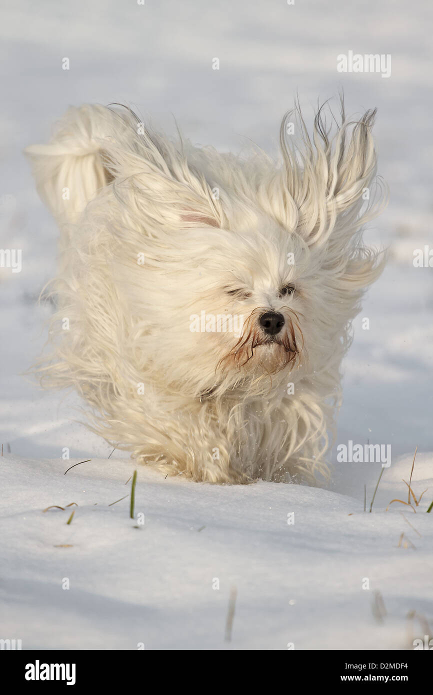 Long fur dog breed hi-res stock photography and images - Alamy