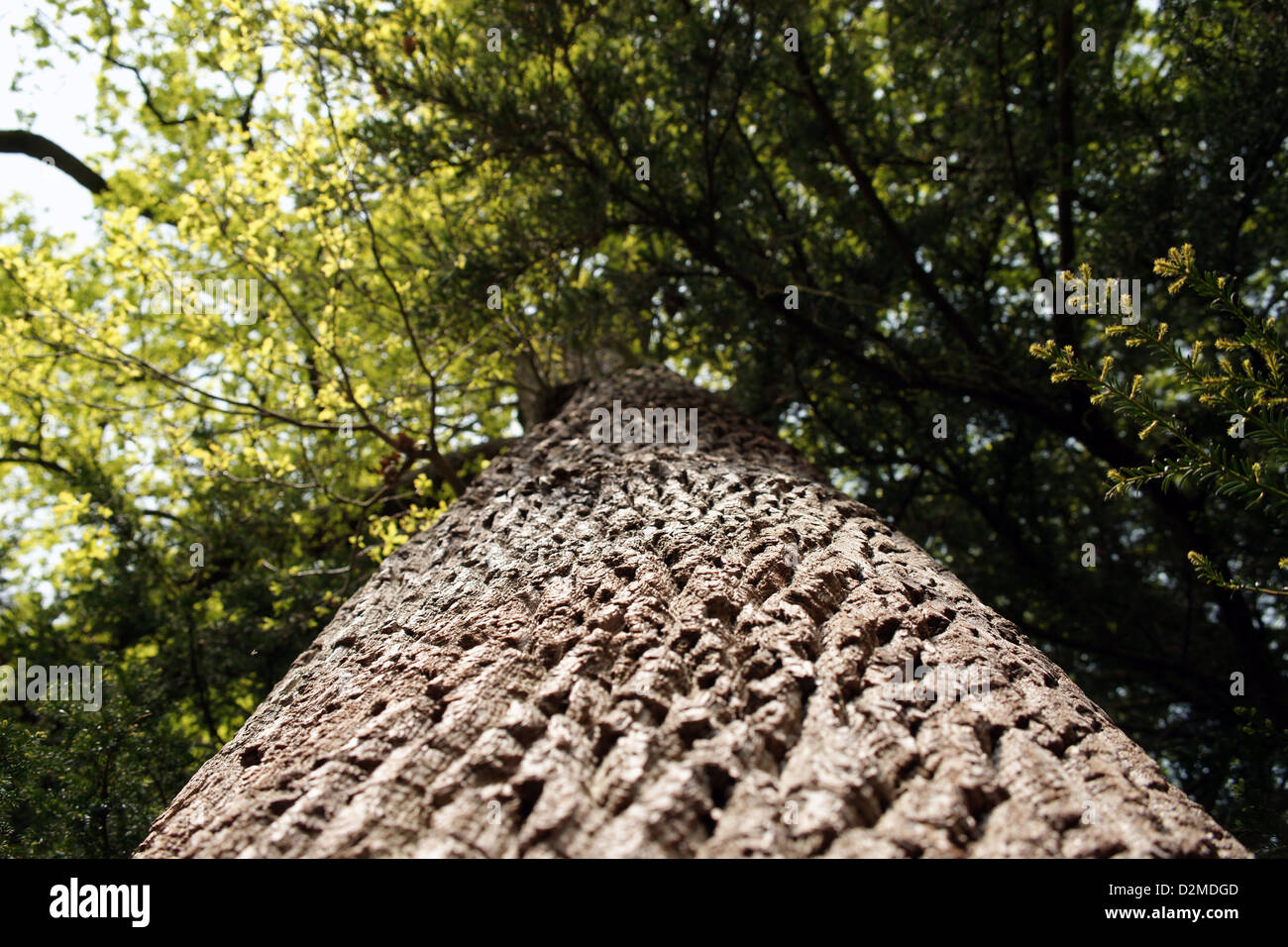 Close up of tree looking up Stock Photo - Alamy