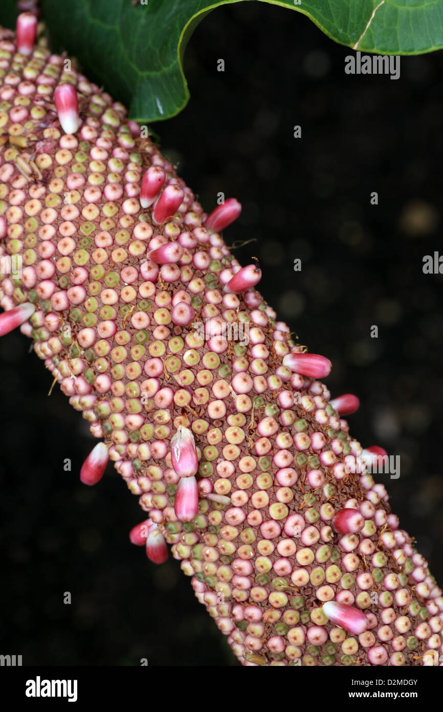 Aroid Spadix, Anthurium sp., Araceae Stock Photo - Alamy