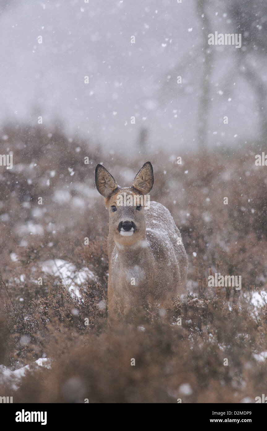 Roe deer with falling snow flakes Stock Photo - Alamy