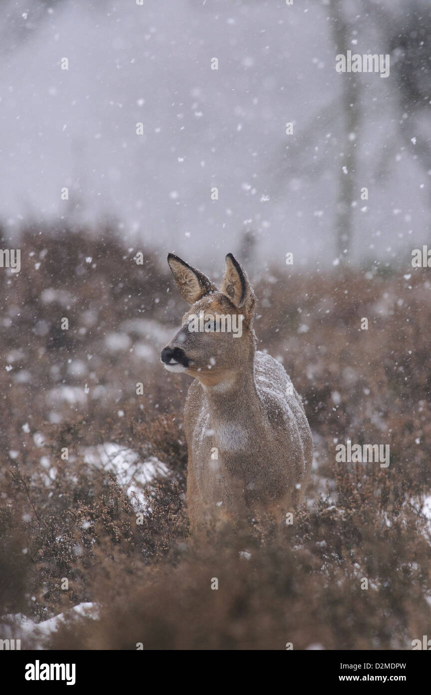 Roe deer with falling snow flakes Stock Photo - Alamy
